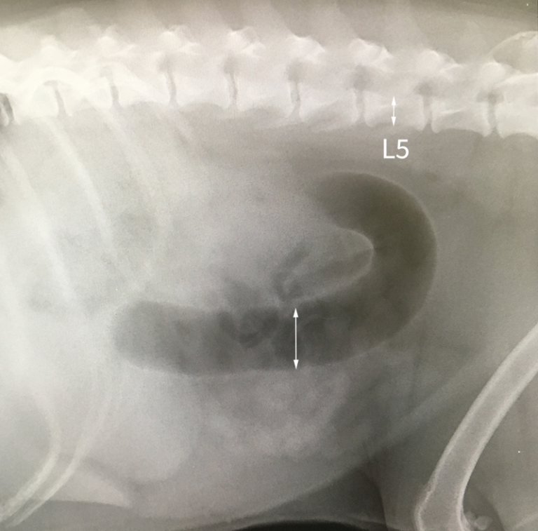Small Intestinal Foreign Body Guide - VETbytes