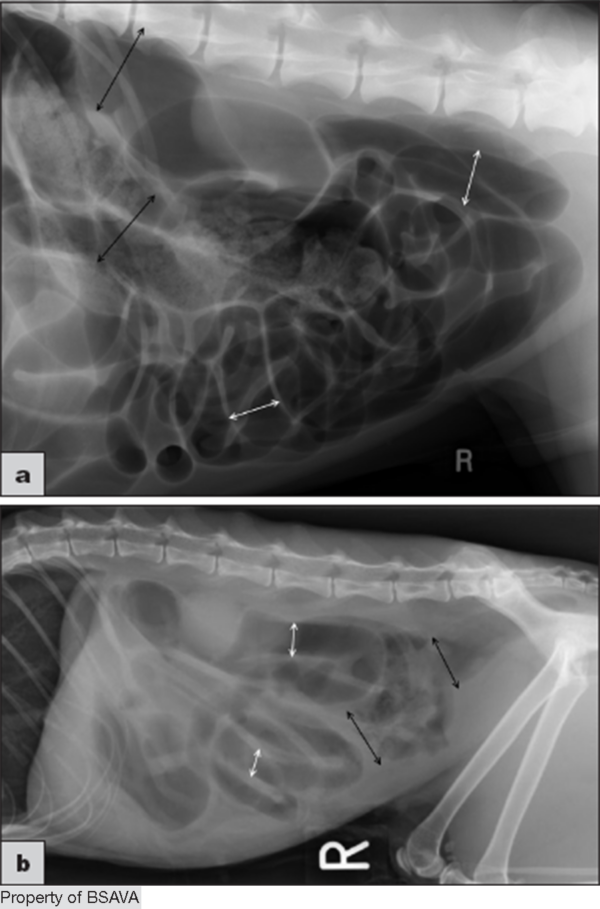Small Intestinal Foreign Body Guide - VETbytes